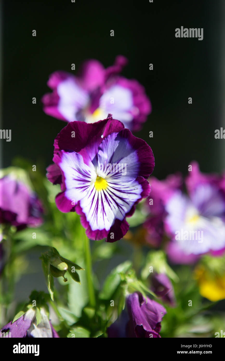 flora vertical plants thought inspiration sudden inspiration plant ...