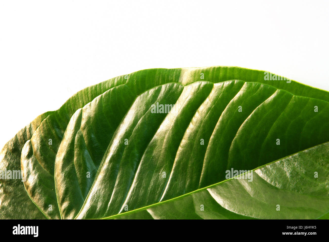 plants,arum leaf,green leaf,white background Stock Photo - Alamy