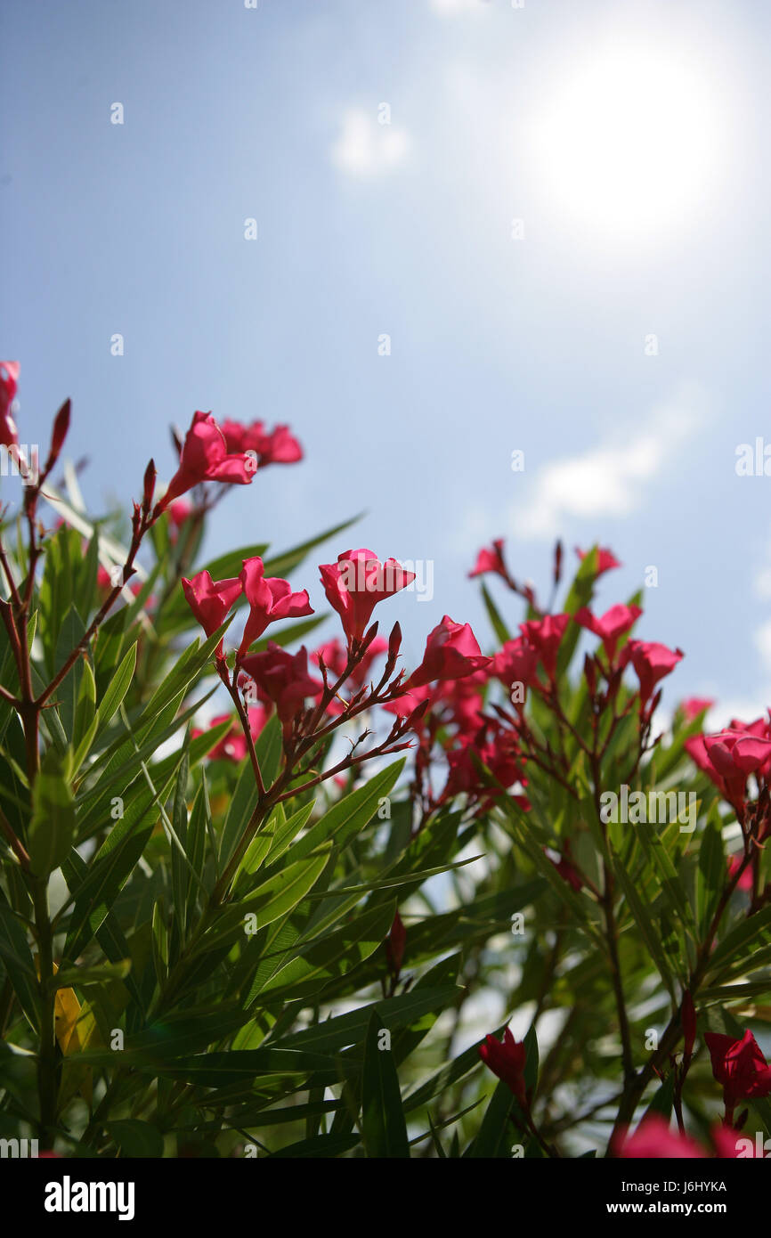 vertical,petals,plants,plant,small red flowers Stock Photo - Alamy