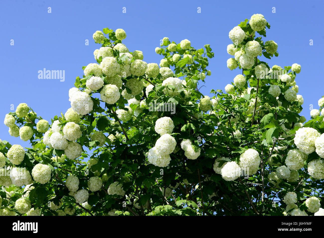 round,about,horizontal,plants,plant,white flowers,white petals Stock ...