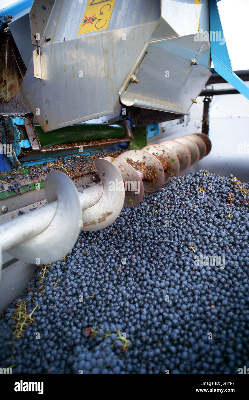 grapes fruit production vertical viticulture bunches of grapes red ...