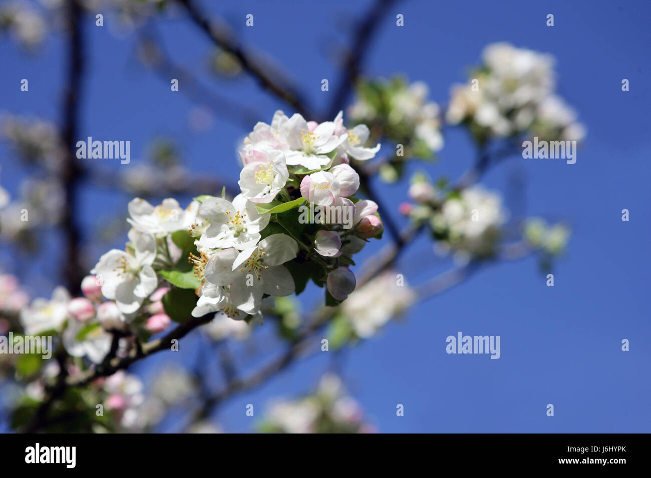 horizontal spring bouncing bounces hop skipping frisks jumping jump ...