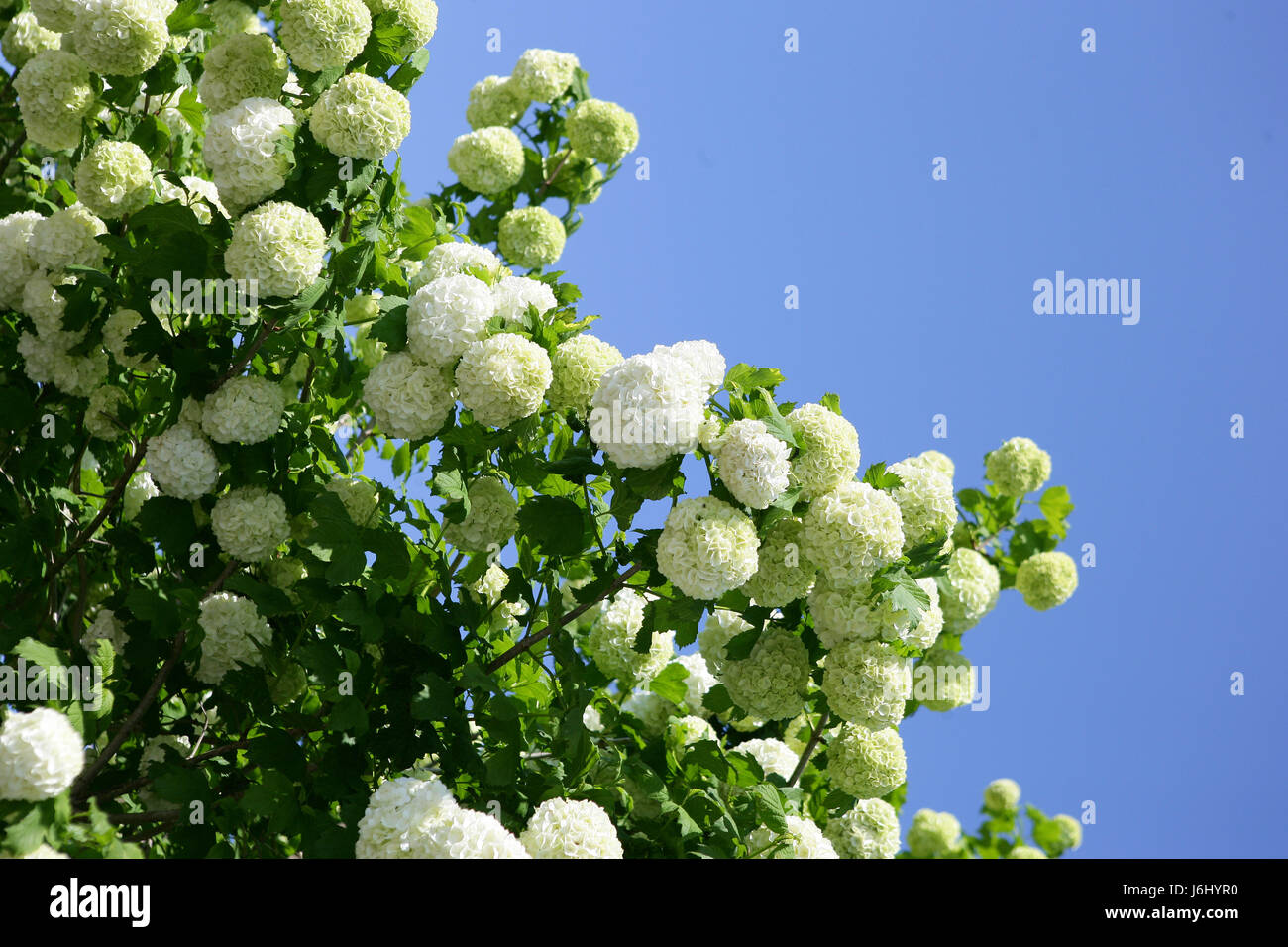 round,about,horizontal,plants,plant,white flowers,white petals Stock ...