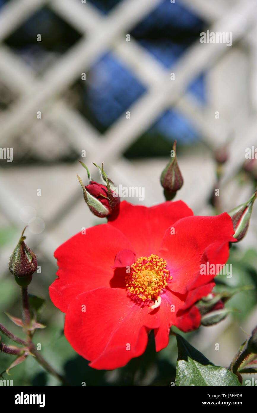 flora,vertical,plants,plant,red flower,red petals Stock Photo - Alamy