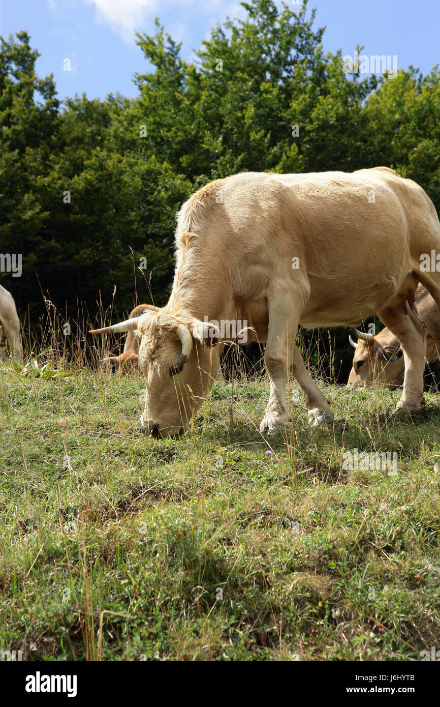 animal field cow bovine farm animal pre scenery countryside nature ...
