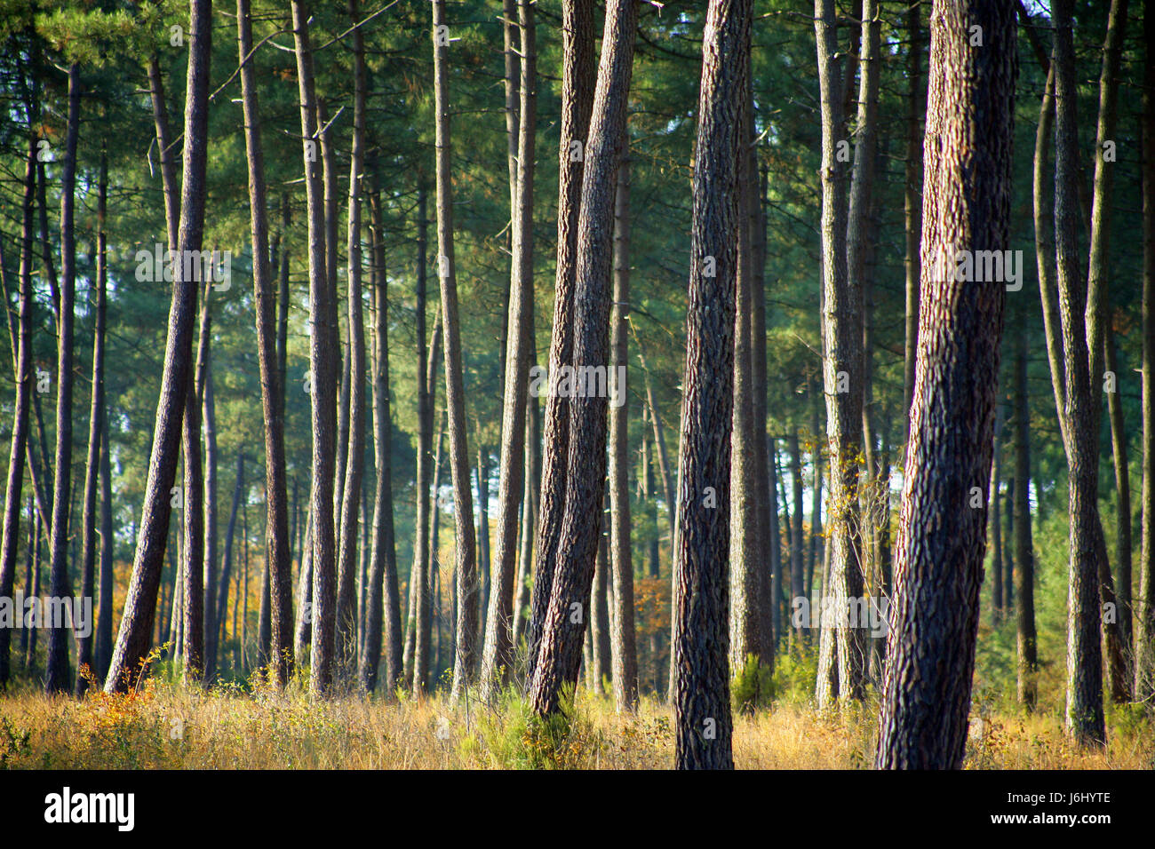tree trees trunk pins lawn green forest nature pin tree trunk trunks ...
