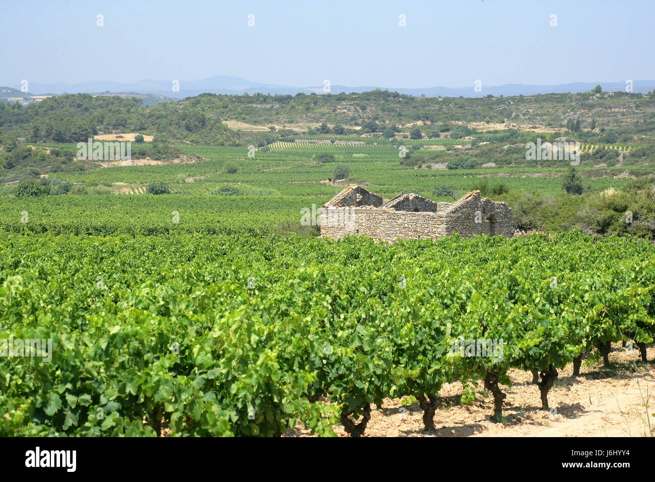 culture agriculture farming field vineyard vines overview viticulture ...