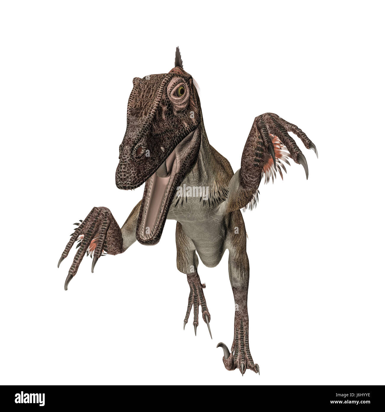 utahraptor isolated on white background Stock Photo - Alamy