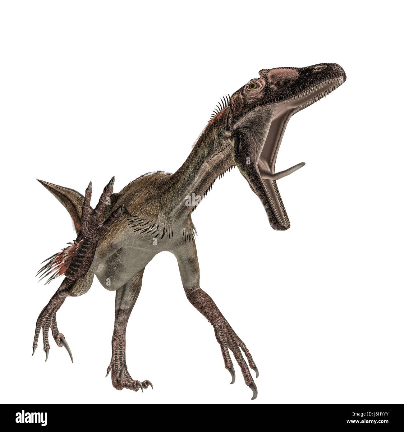 utahraptor isolated on white background Stock Photo - Alamy