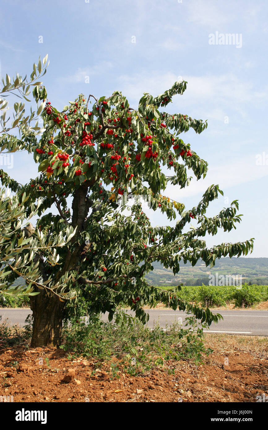 heat cherries cherry tree nature warmth fruit tree natural environment ...