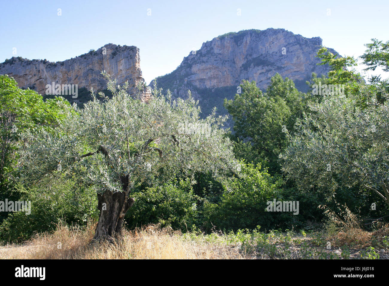 culture tree trees landscape scenery countryside nature mountain rock ...