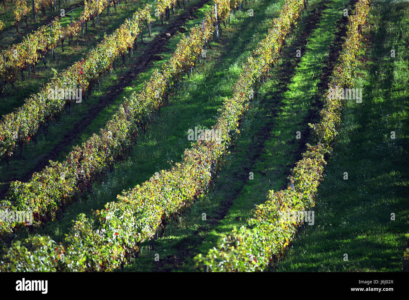 culture agriculture farming vineyard vines viticulture wineyard ...
