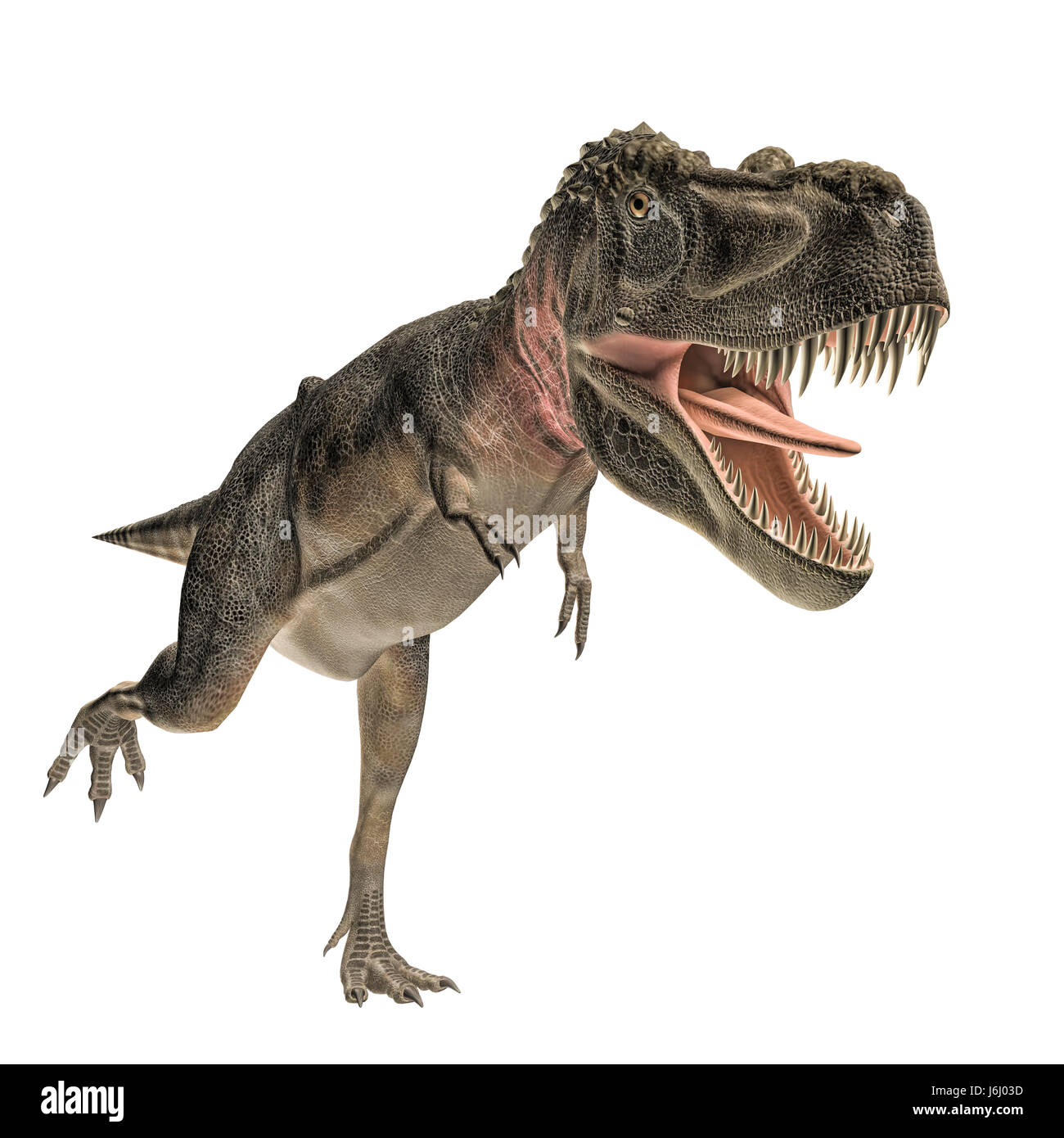 Tarbosaurus isolated on white background Stock Photo - Alamy