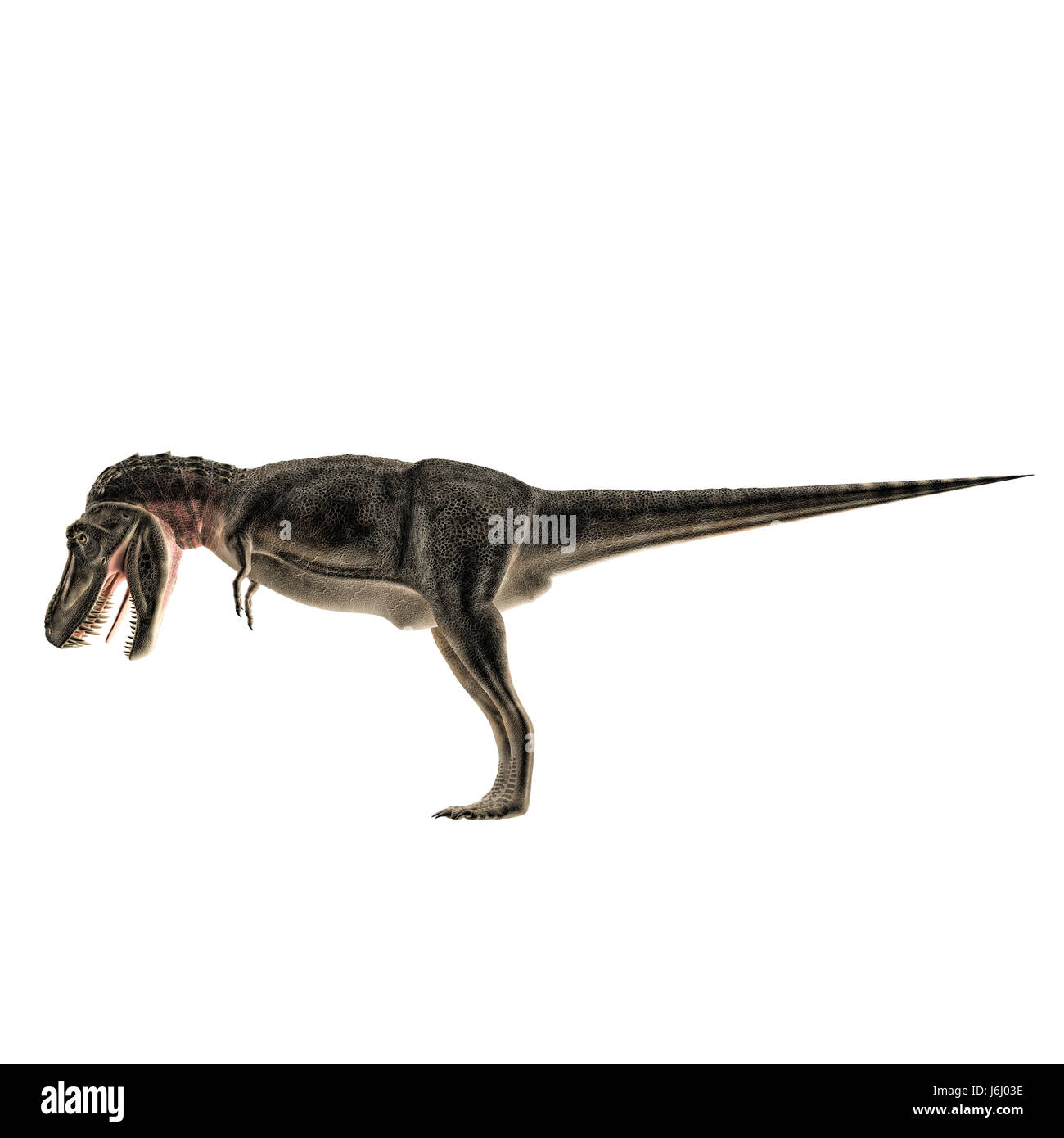 Tarbosaurus isolated on white background Stock Photo - Alamy