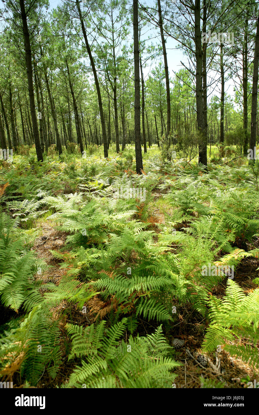 environment enviroment wild trunk fern forest nature tree trunks ferns ...