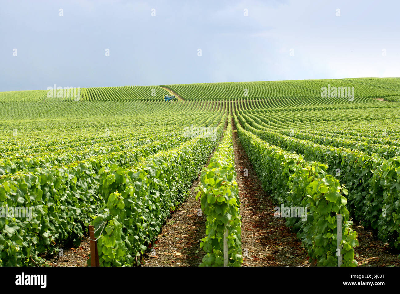 environment enviroment culture agriculture farming vineyard vines ...