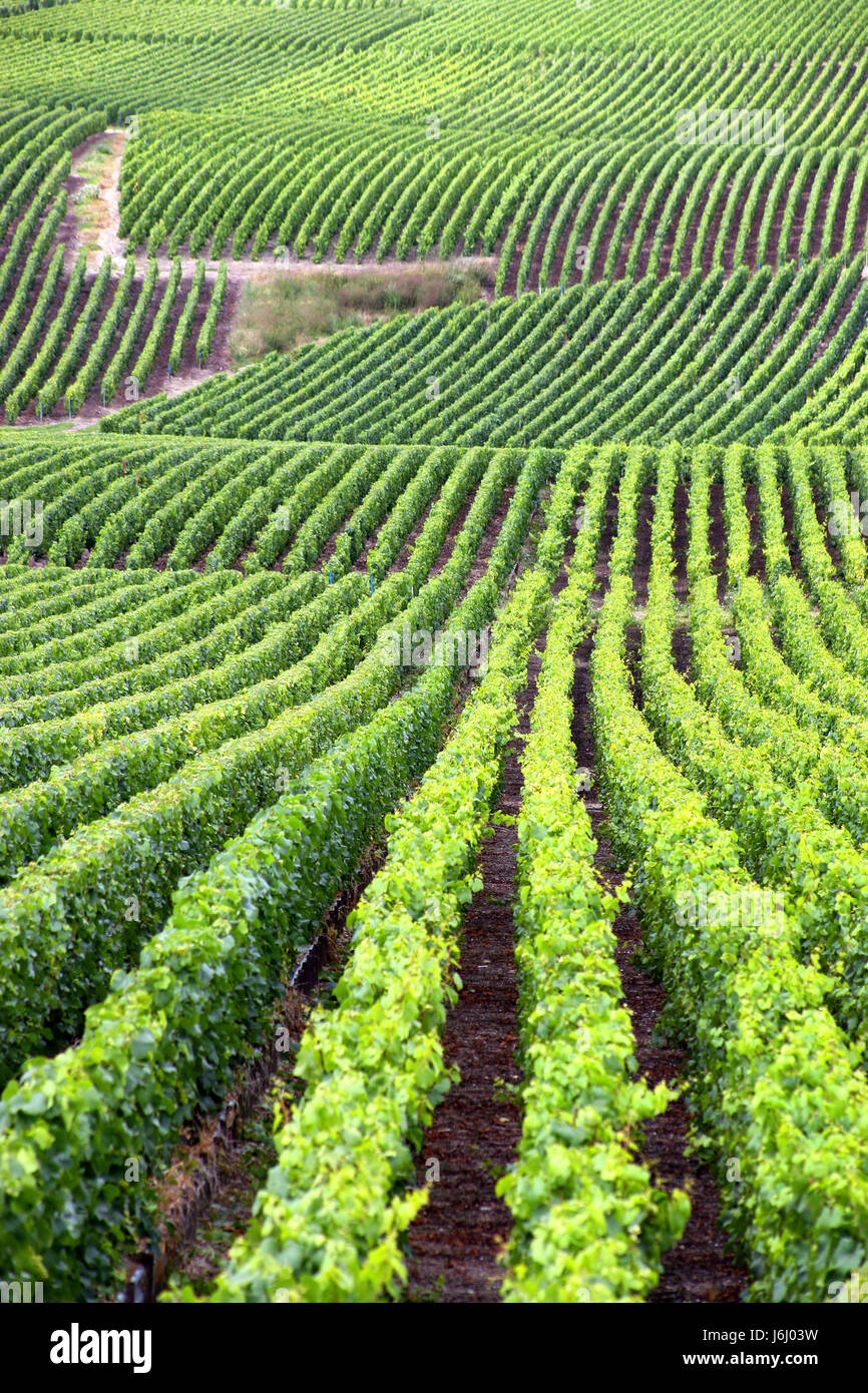 environment enviroment culture agriculture farming vineyard vines ...