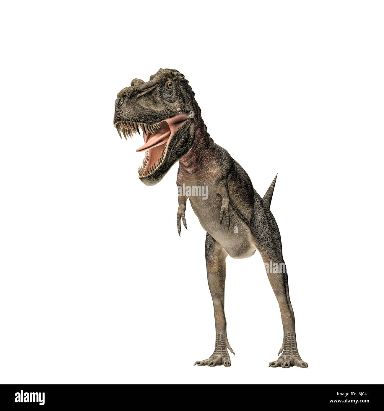 Tarbosaurus isolated on white background Stock Photo - Alamy