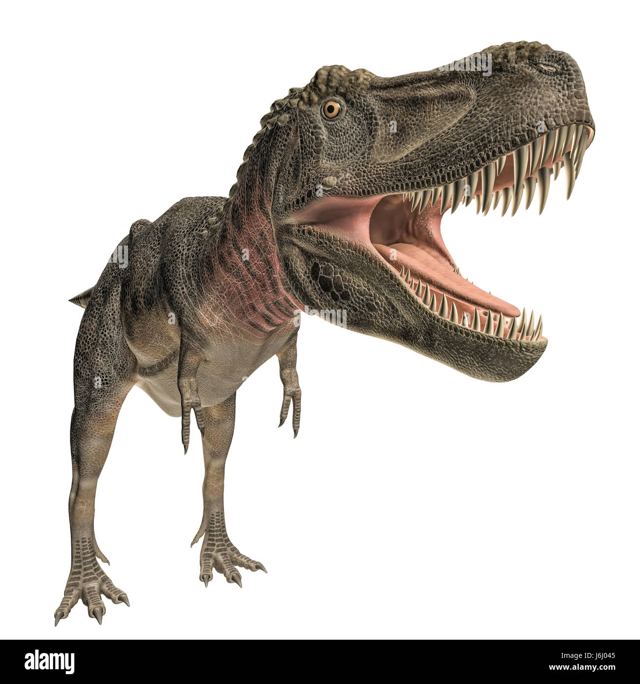 Tarbosaurus isolated on white background Stock Photo - Alamy