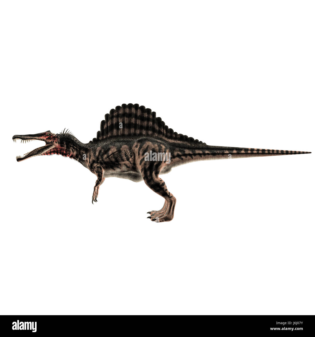 Spinosaurus isolated on white background Stock Photo - Alamy