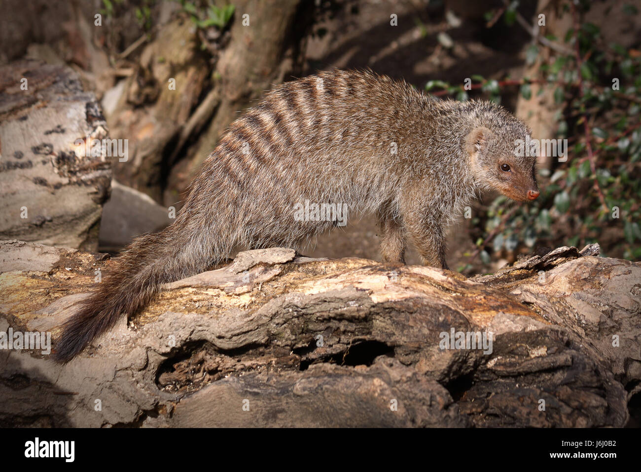 animal stripes stripe tree animal africa trunk skin forest nature ...