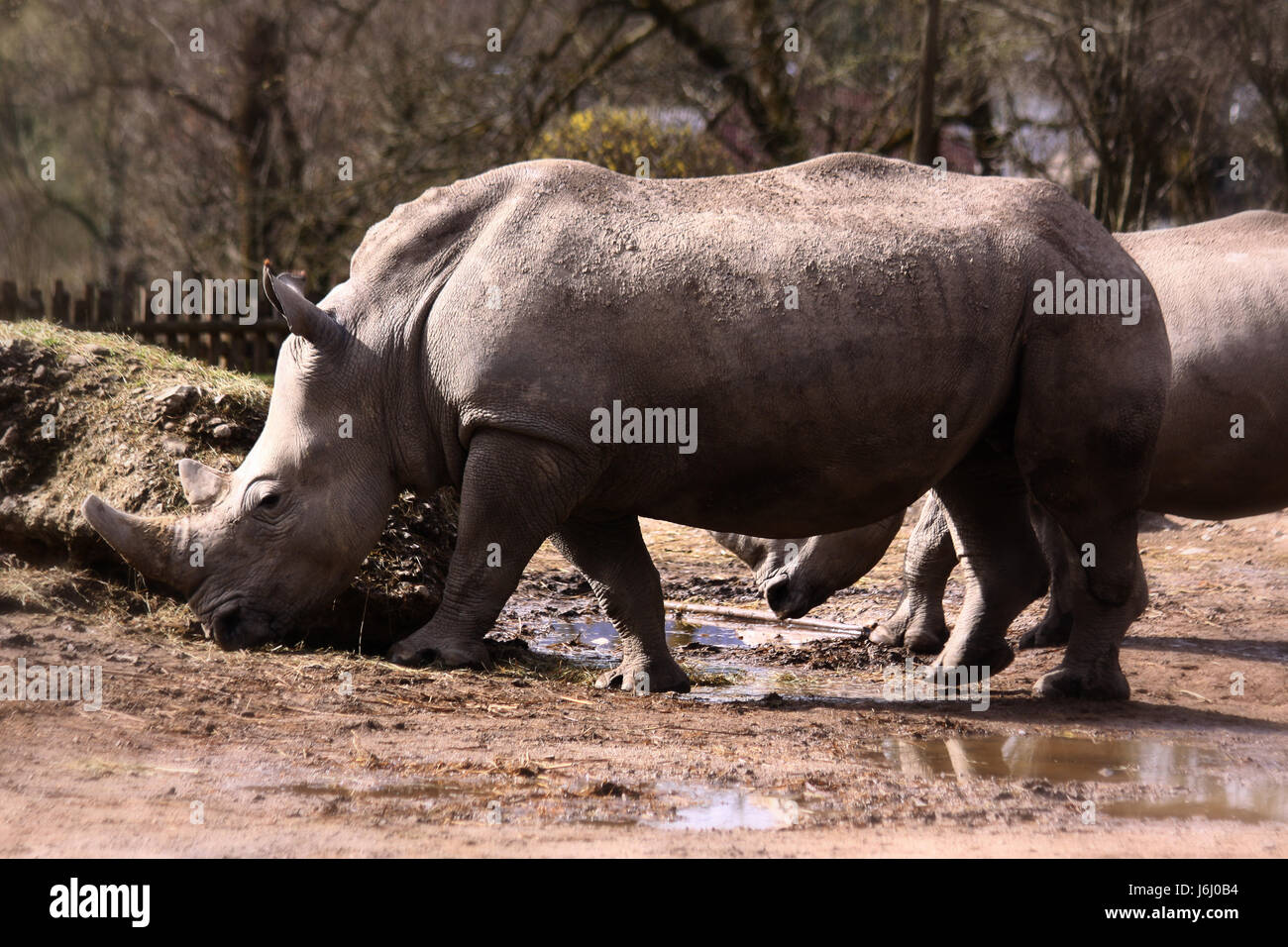animal horn heavy hard nature rhino rhinoceros animal mammal savannah ...
