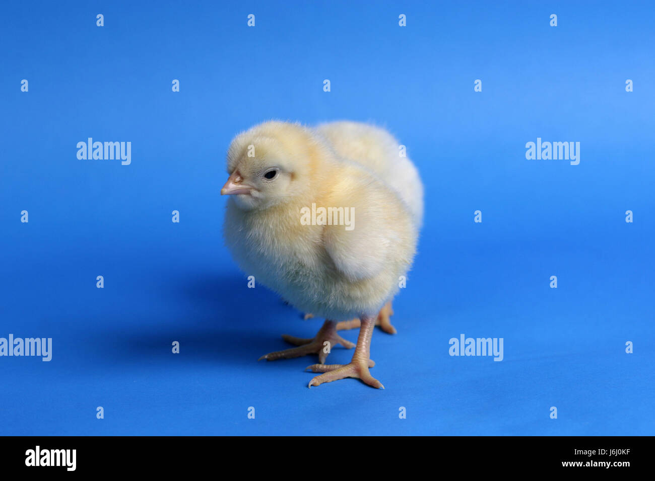 Live chicken legs hi-res stock photography and images - Alamy