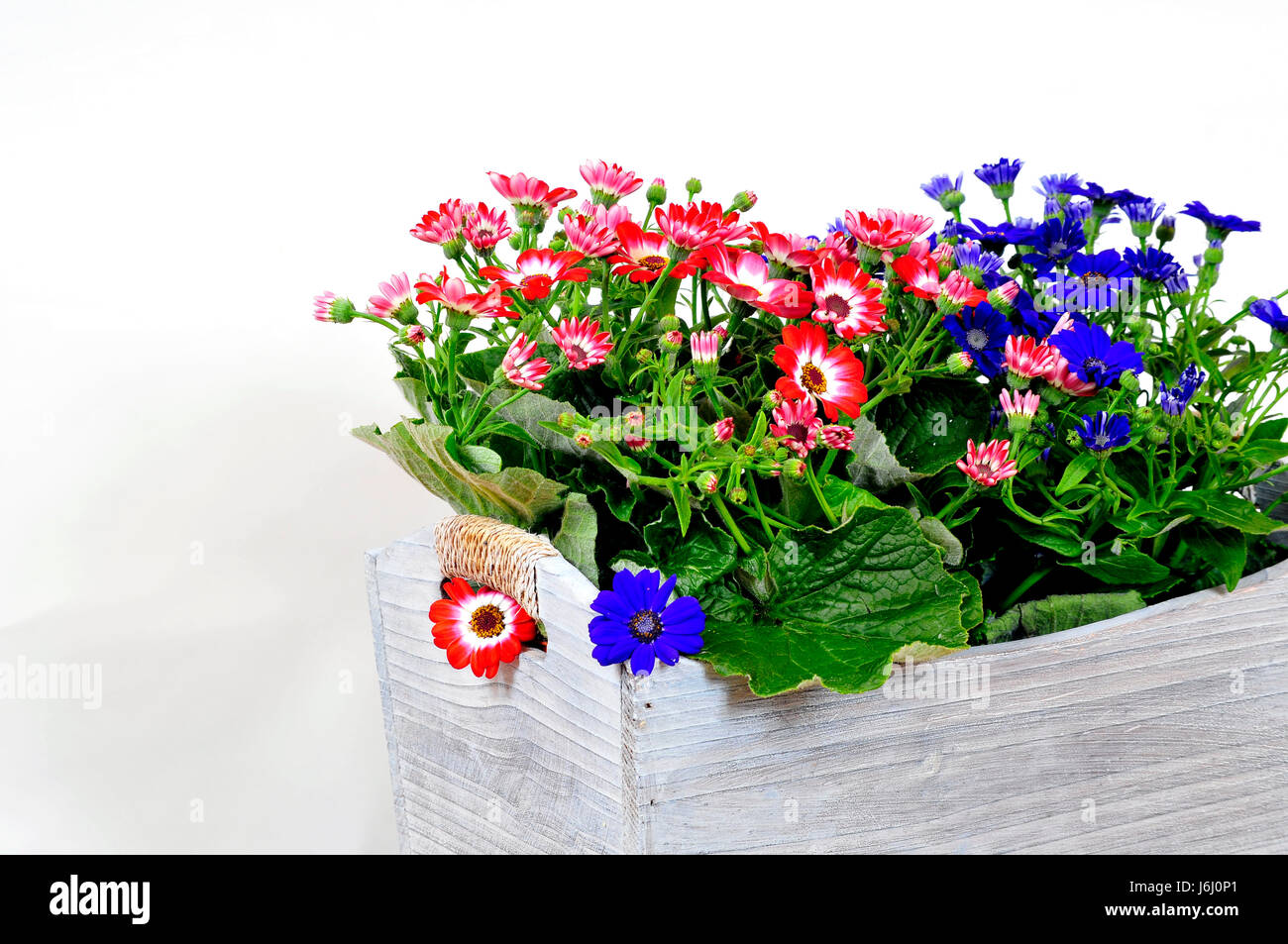 cineraria senecio cruentus blume Stock Photo - Alamy