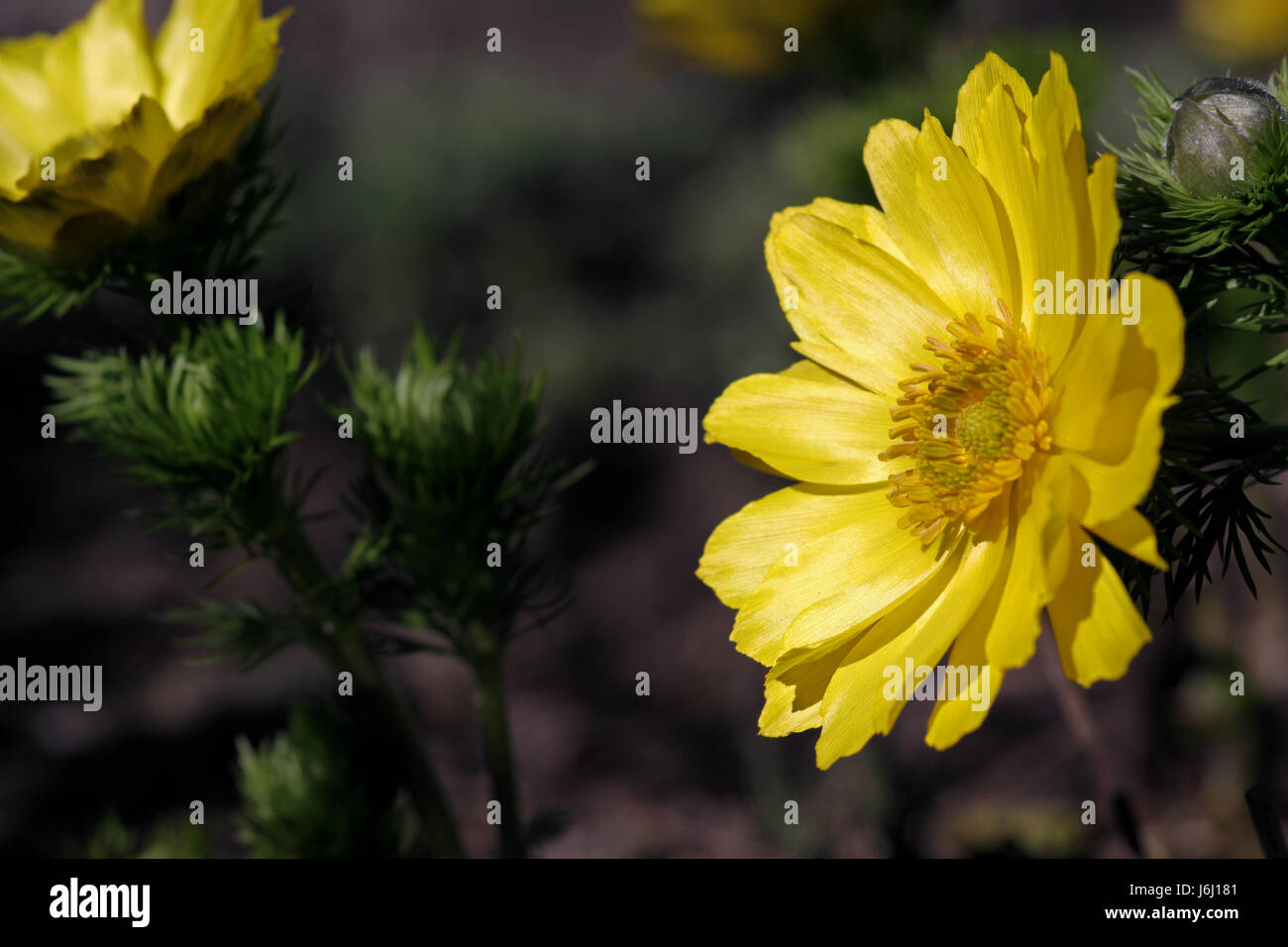 bloom blossom flourish flourishing spring medicinal plant adonis yellow ...