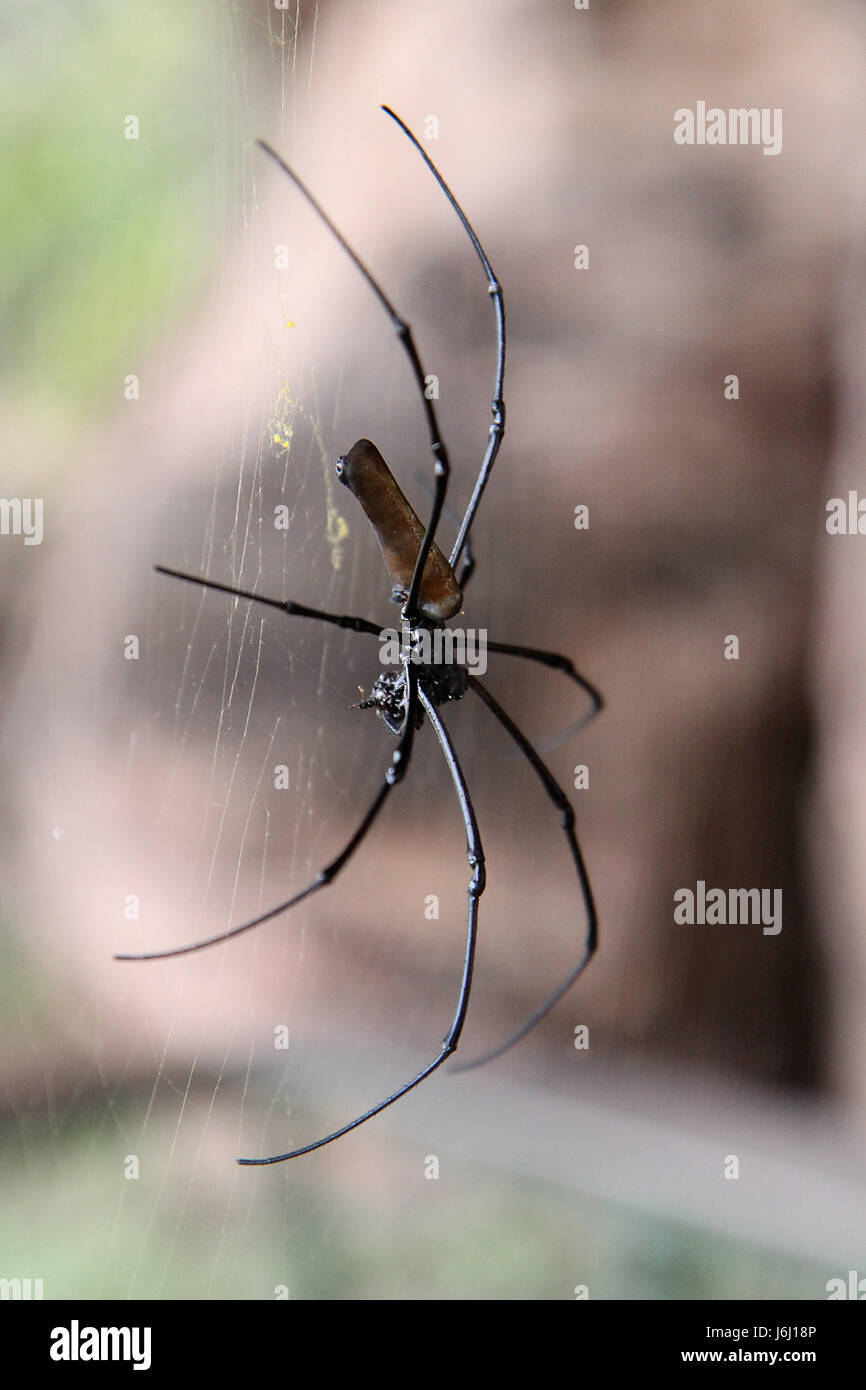 holiday vacation holidays vacations insect tourism australia spider ...