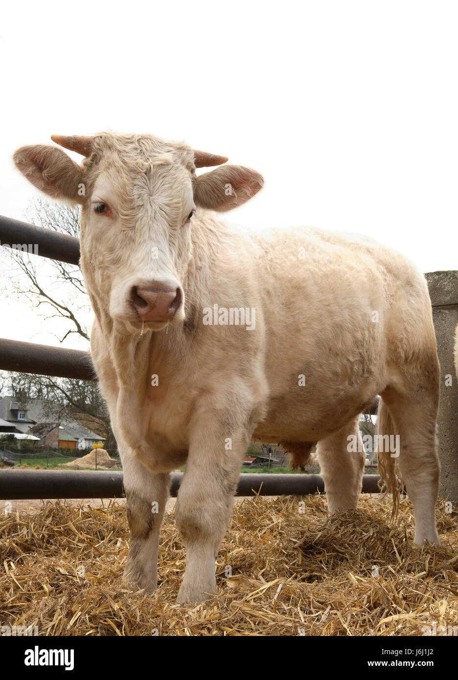 food aliment animal mammal animals bull face agriculture farming summer ...