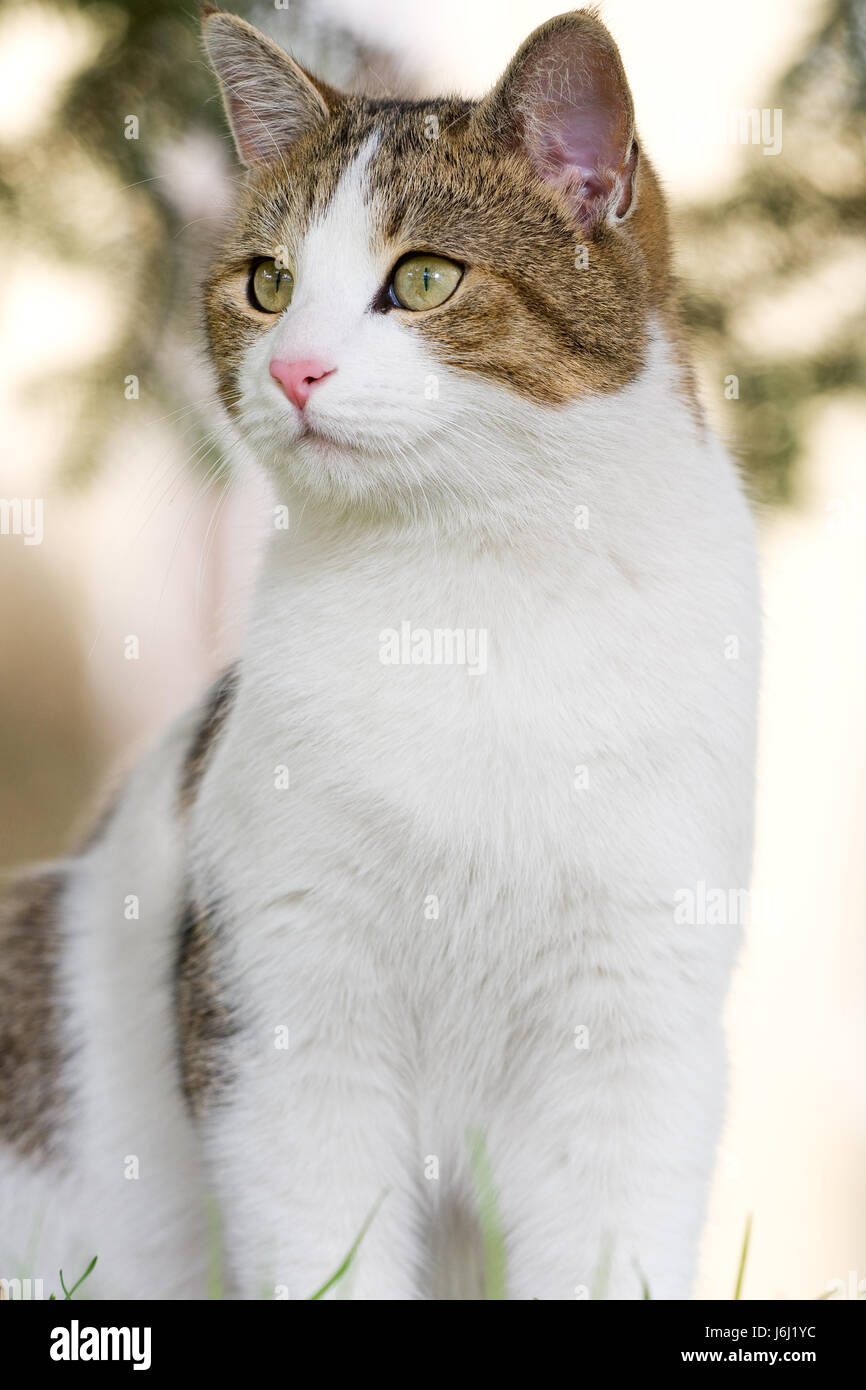 garden animal curious nosey nosy look glancing see view looking peeking ...