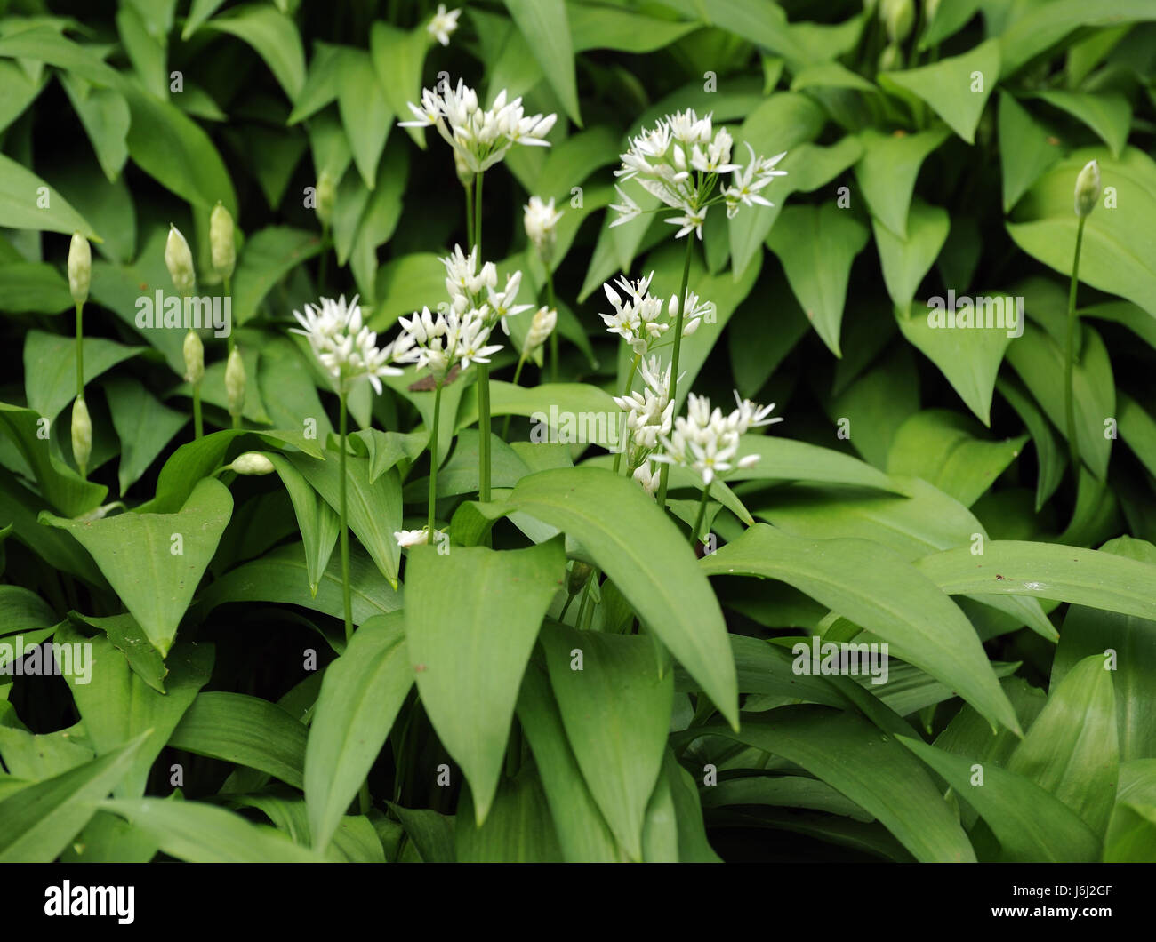 Wild garlic (Allium ursinum) growing in woodland. Groombridge, Kent, UK ...