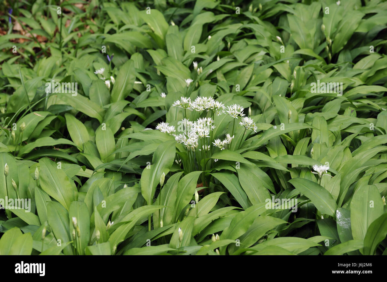 Wild garlic (Allium ursinum) growing in woodland. Groombridge, Kent, UK ...