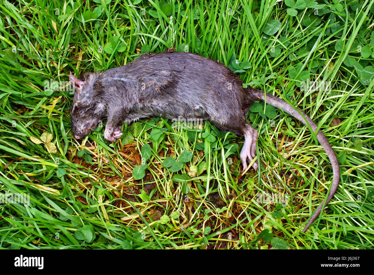 Poisoned rodent poison lying dead big rat Stock Photo - Alamy