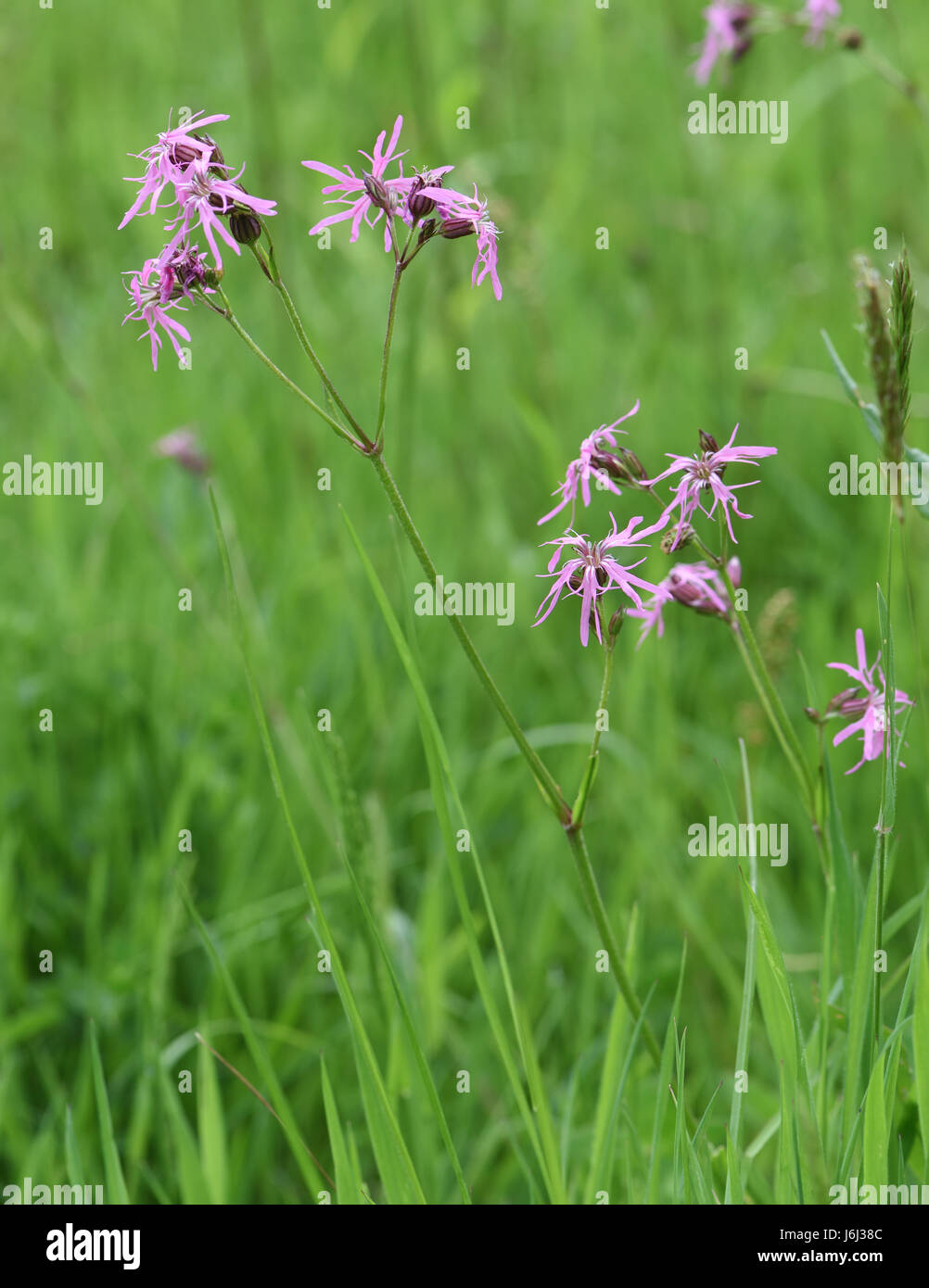 Ragged robin uk hi-res stock photography and images - Alamy