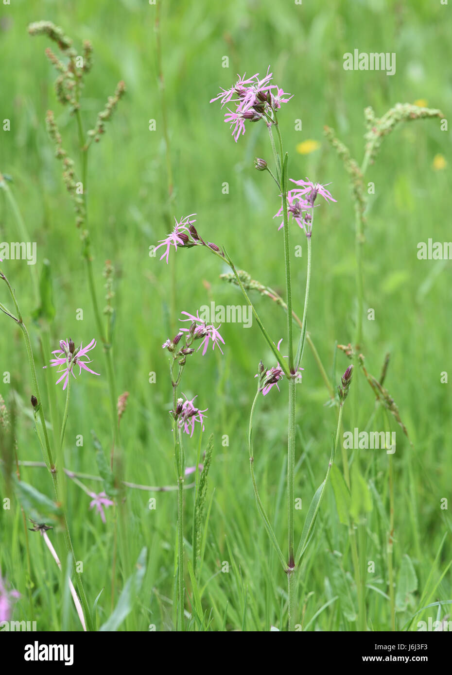 Ragged robin uk hi-res stock photography and images - Alamy