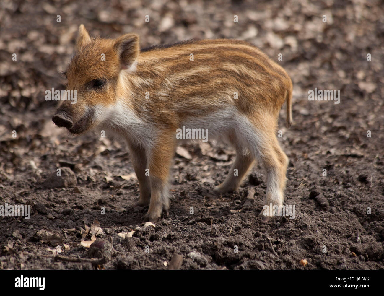 cub baby wild boar pig young of a wild boar animal mammal wild animals ...