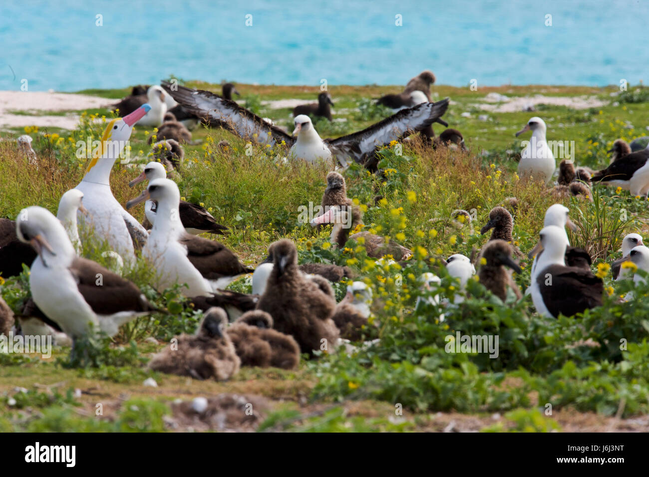 short-tailed albatross or Steller's albatross (Phoebastria albatrus ...
