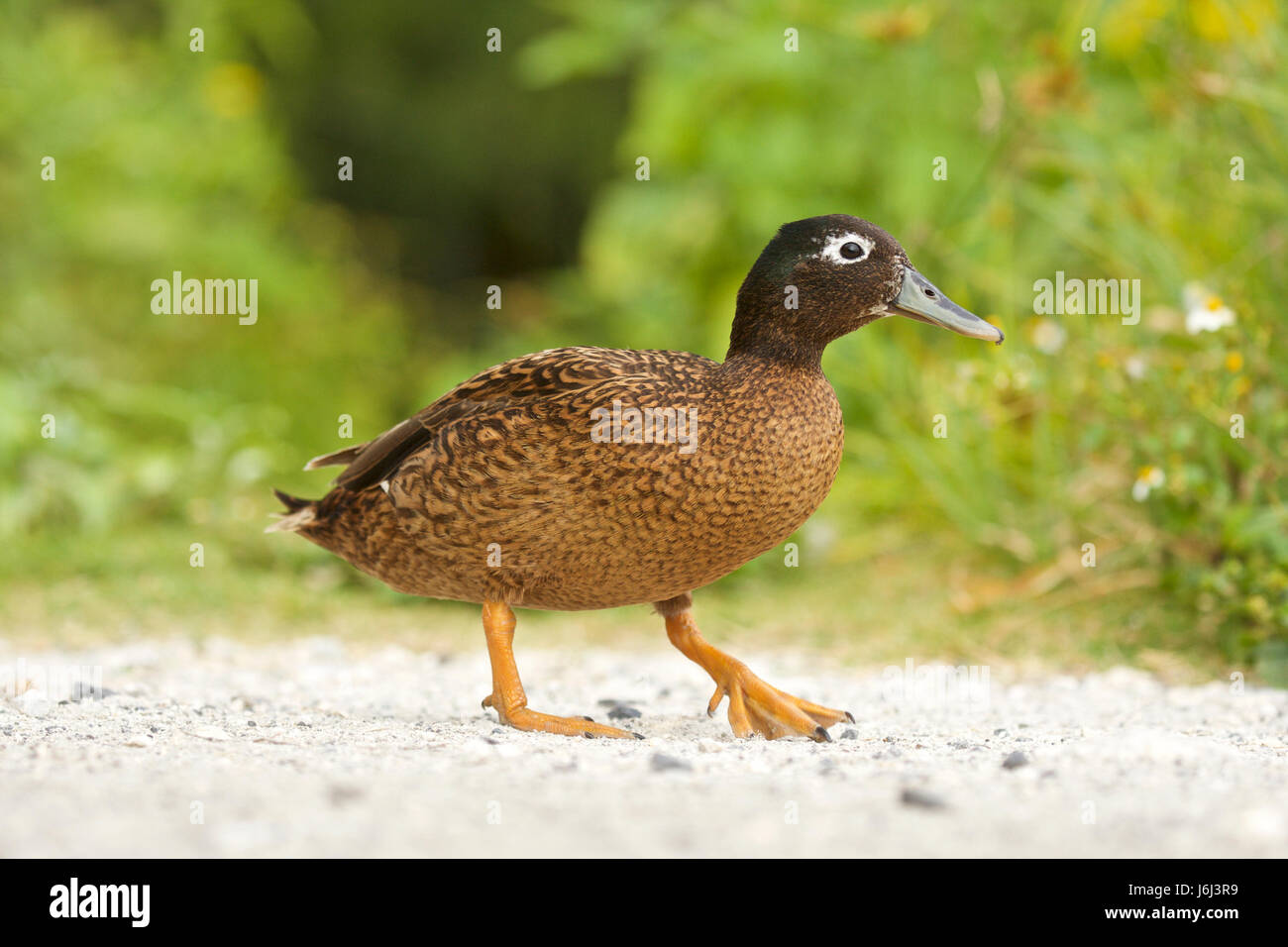 Laysan duck (Anas laysanensis Stock Photo - Alamy