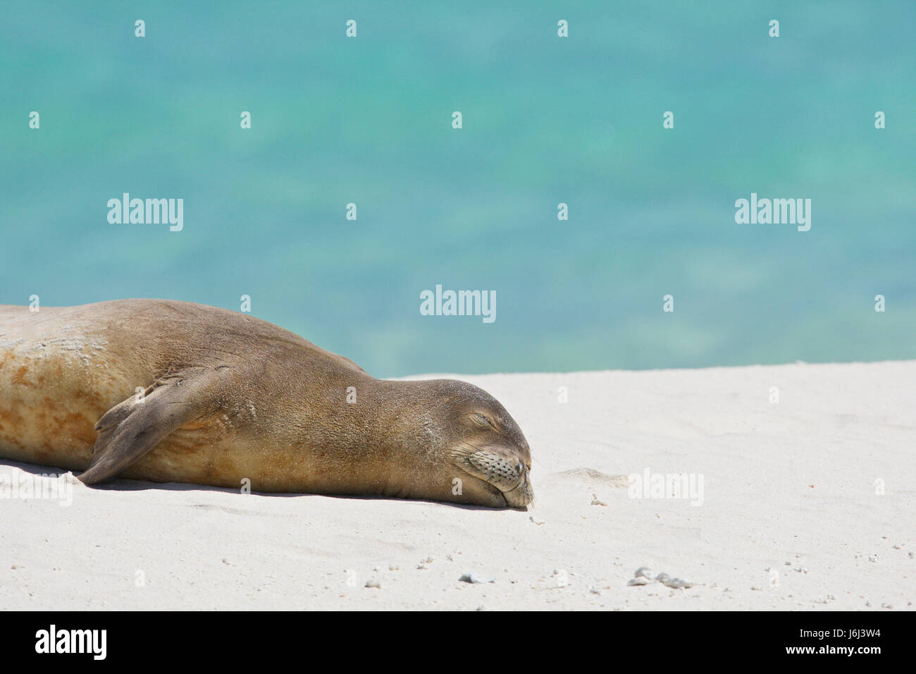 Hawaiian monk seal, Neomonachus schauinslandi, Midway, Midway Atoll ...