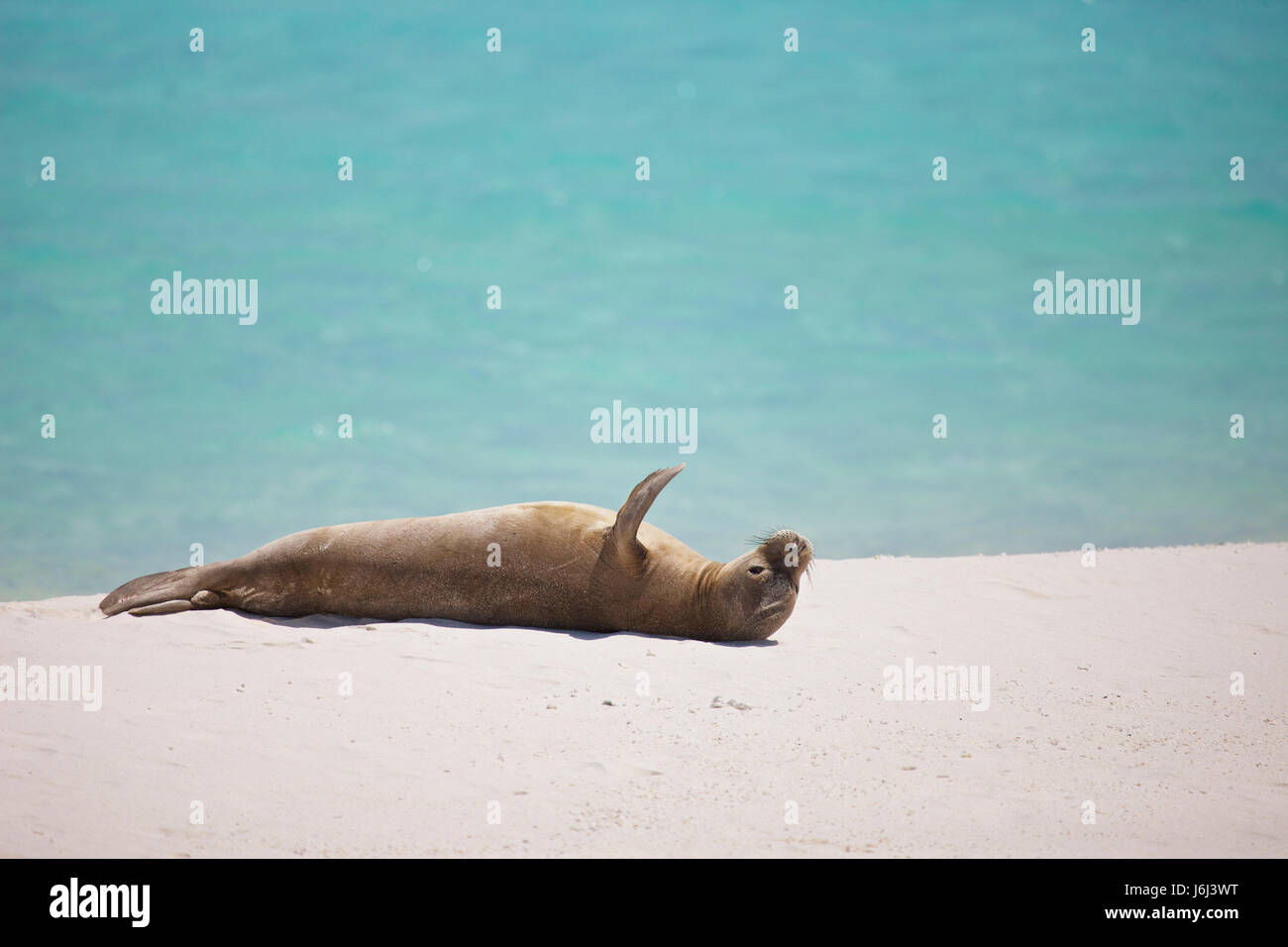 Hawaiian monk seal, Neomonachus schauinslandi, Midway, Midway Atoll ...