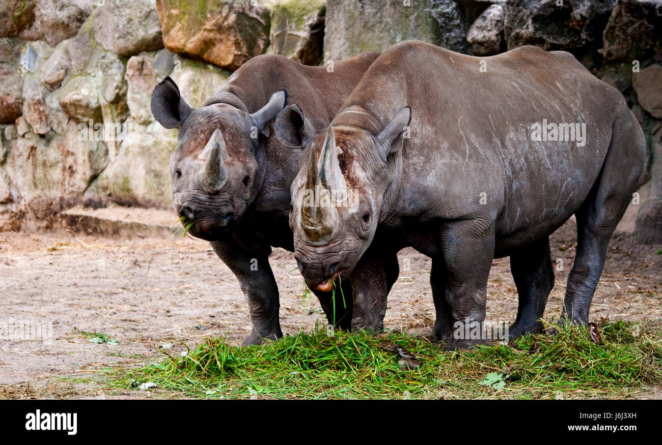 Big rhino standing hi-res stock photography and images - Alamy