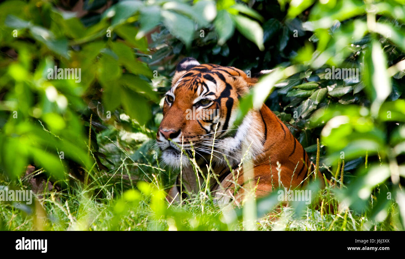 cat big cat feline predator tiger nature danger beautiful beauteously ...