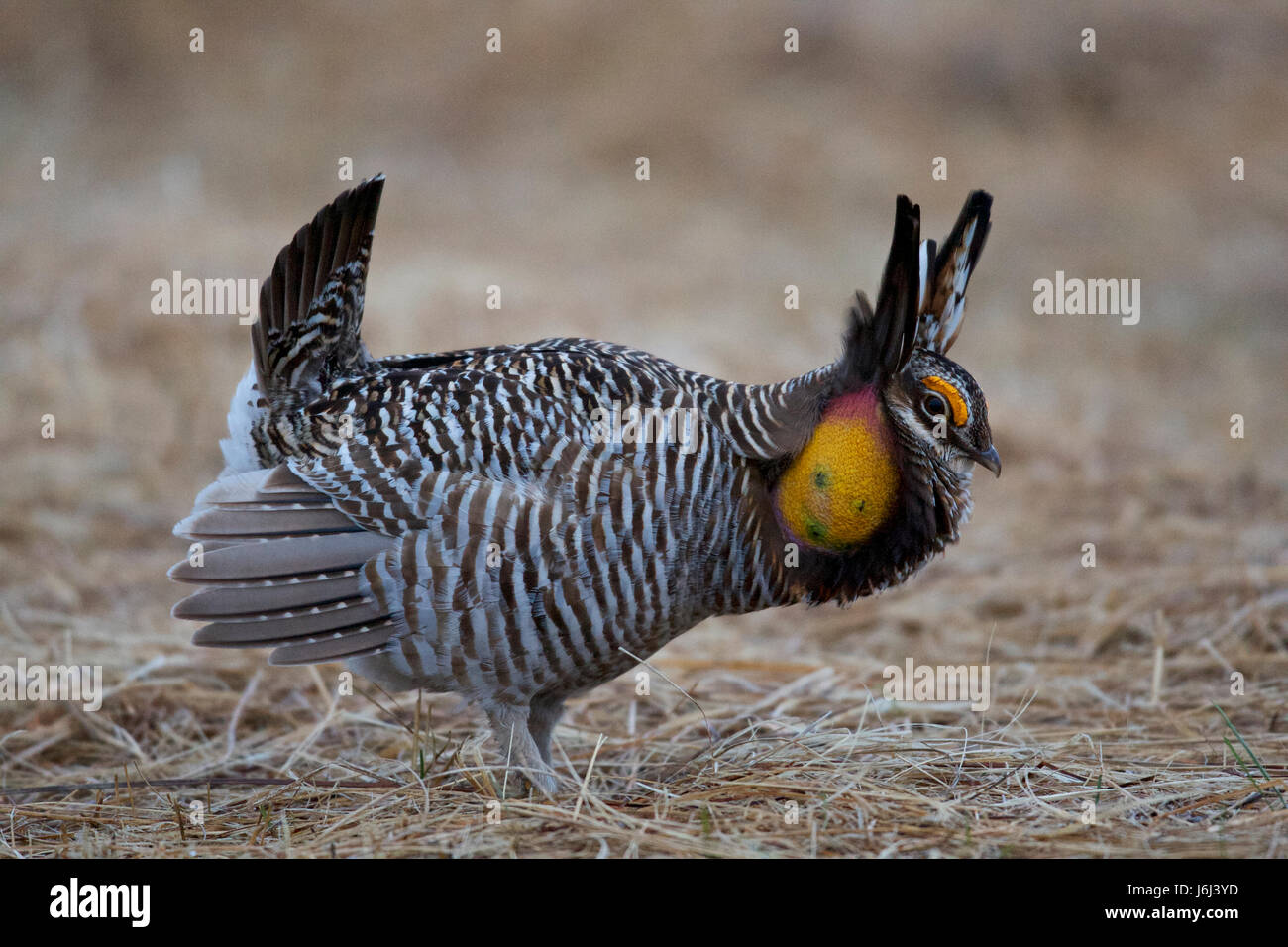 greater prairie chicken or pinnated grouse (Tympanuchus cupido Stock ...