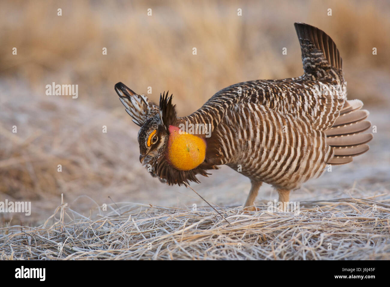 greater prairie chicken or pinnated grouse (Tympanuchus cupido Stock ...