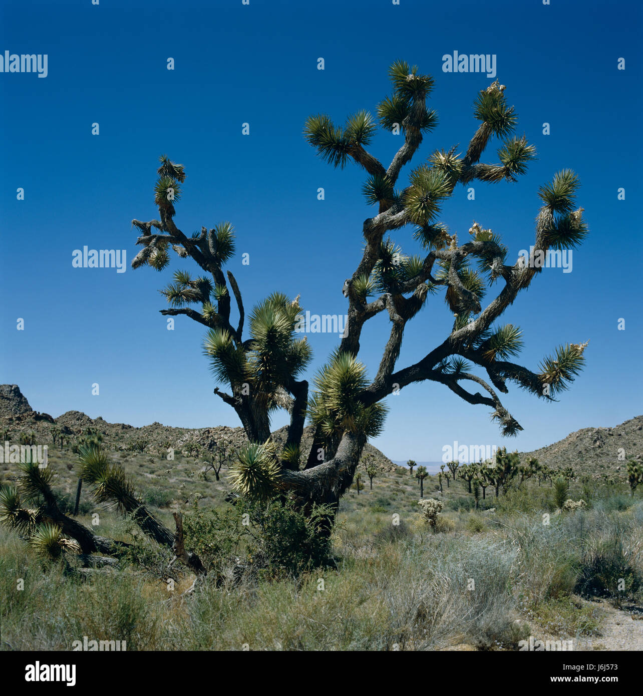 park usa california national tree usa steppe america dryness dry dried ...