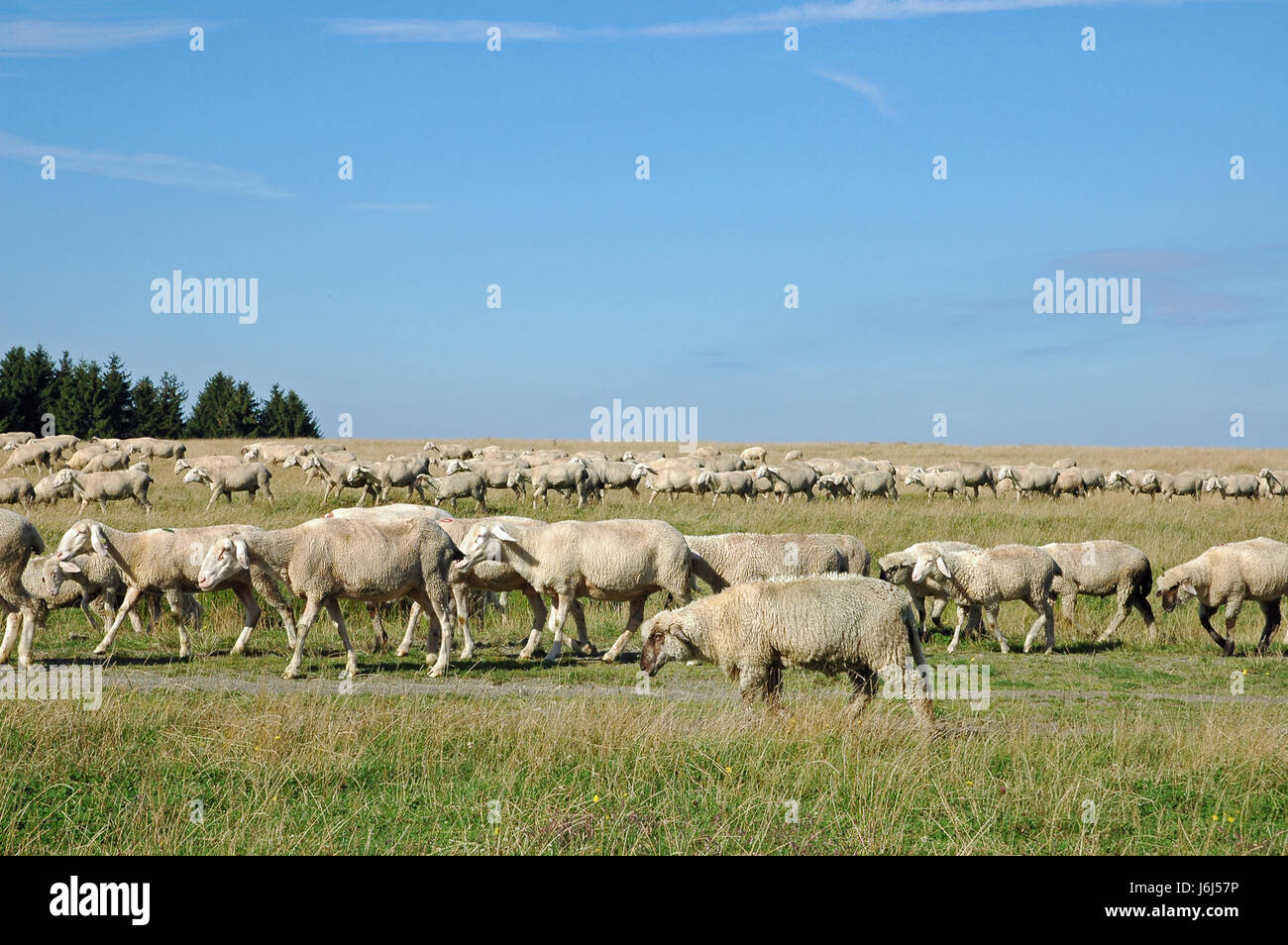 blue sheep farming herd flock of sheep firmament sky blue sheep farming ...