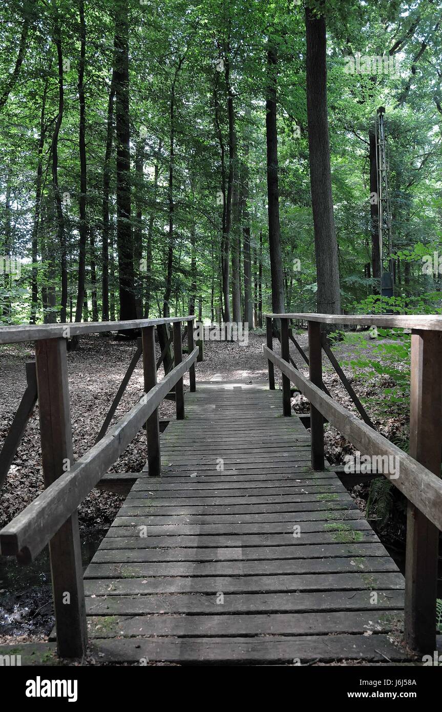 tree trees bridge forest nature tree trees green bridge bridges nature ...