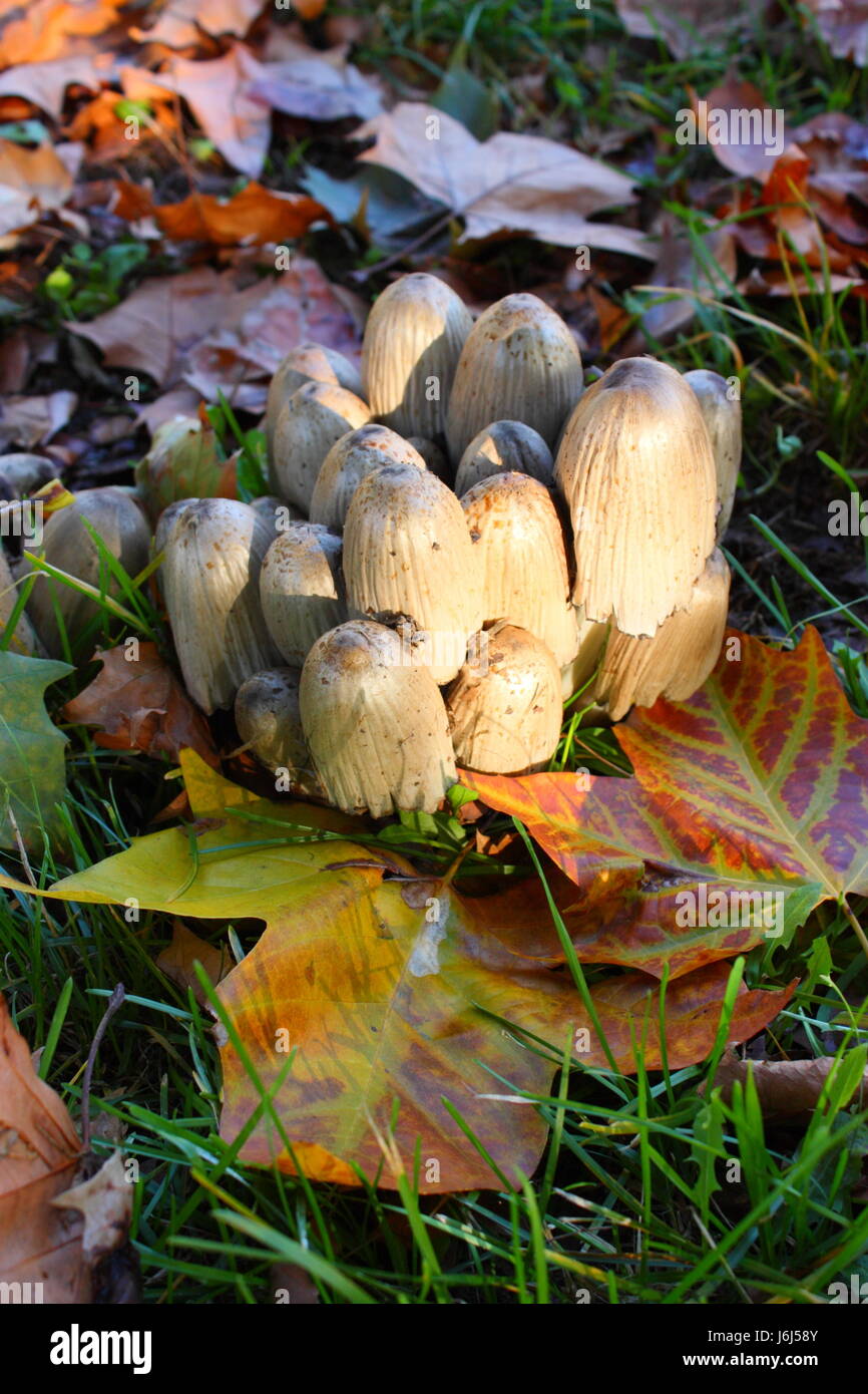 mushroom fungus environment enviroment conservation of nature habitat ...